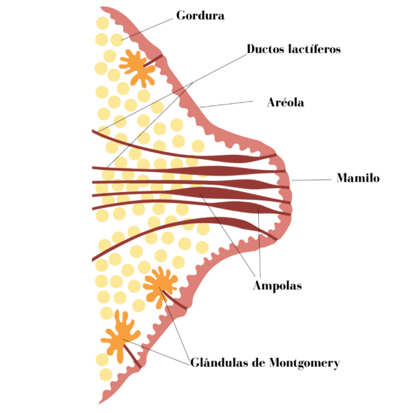 Anatomia da Mama: Conheça para Cuidar e Prevenir Doenças - Raquel ...